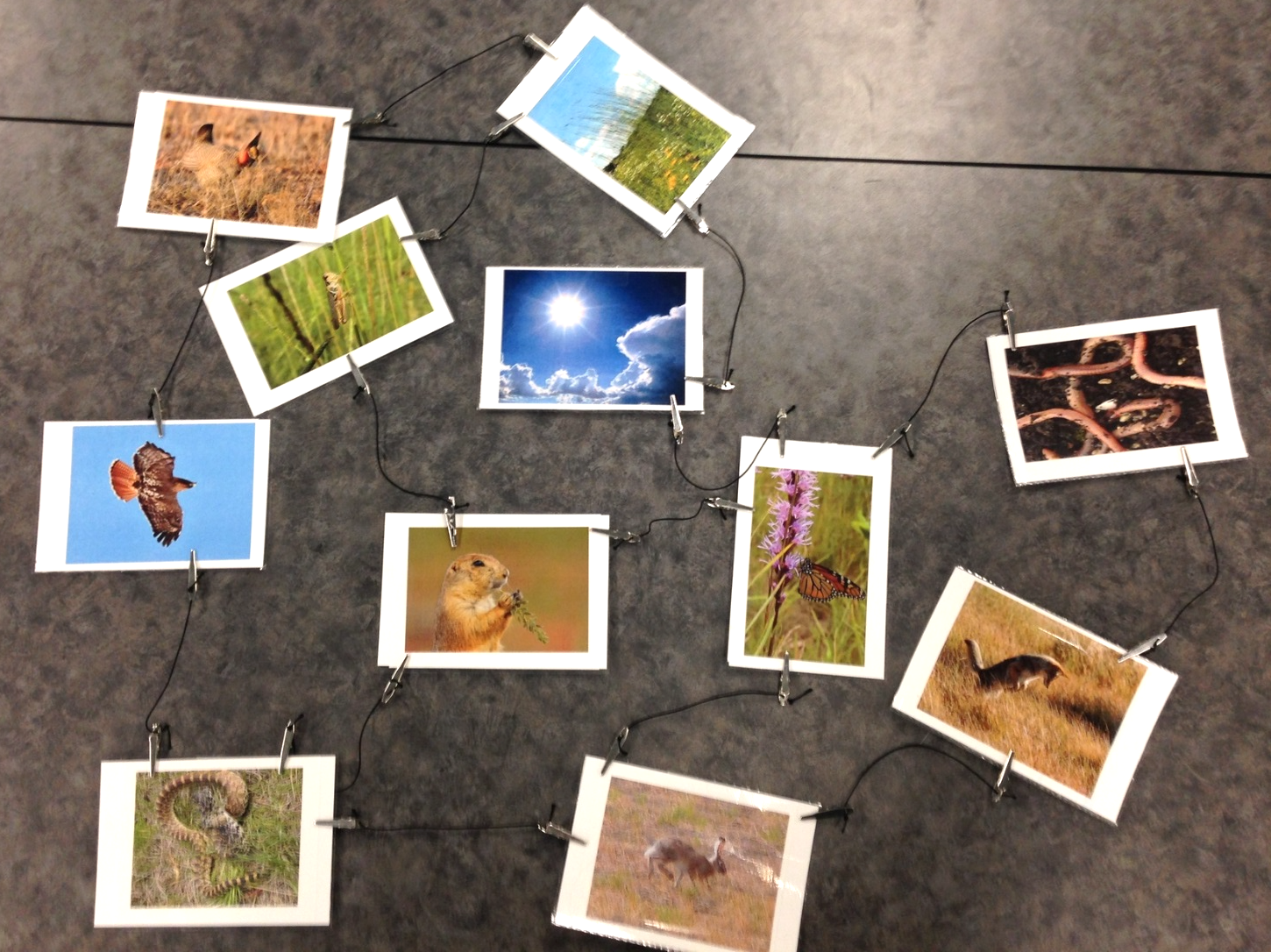 What Is a STEM Learning Ecosystem? Lessons From the Natural World | NSTA