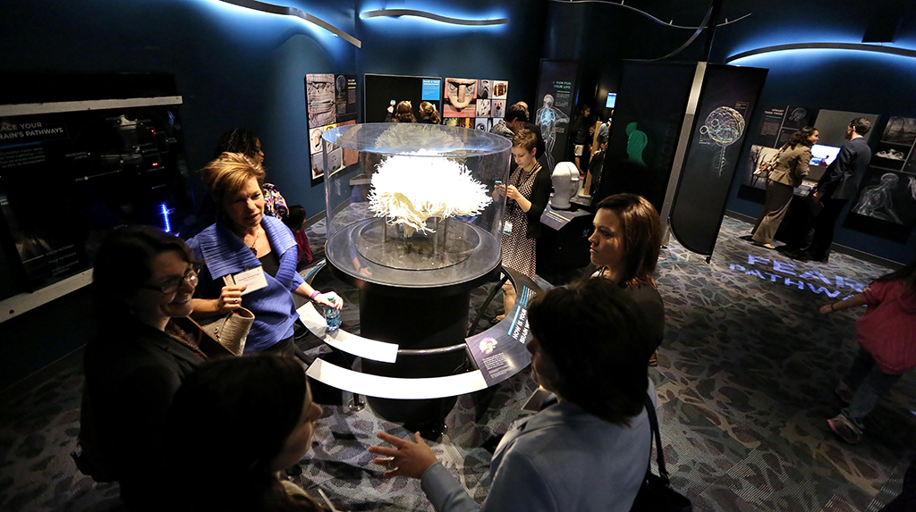 Bridging Neuroscience and Education Through Museum-School Partnerships ...