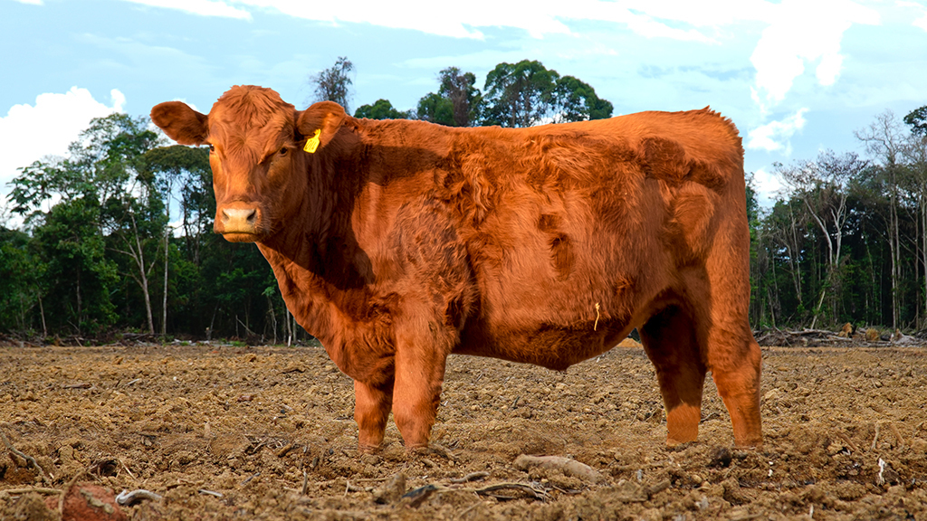 How does eating beef affect climate change? | NSTA