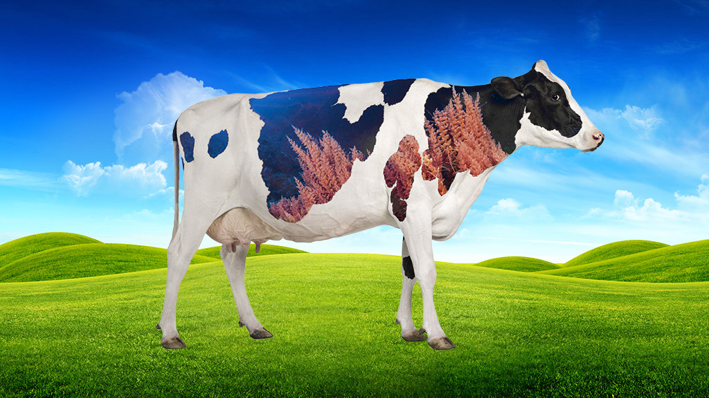 How Can a Cow's Diet Affect the Climate? | NSTA