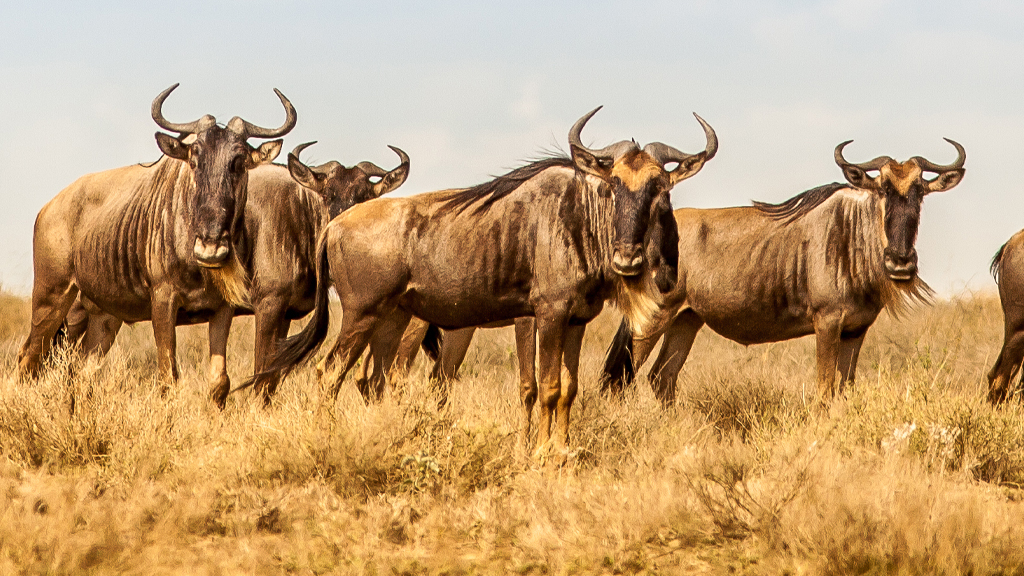 How Do Population Shifts Affect the Ecosystem? | NSTA
