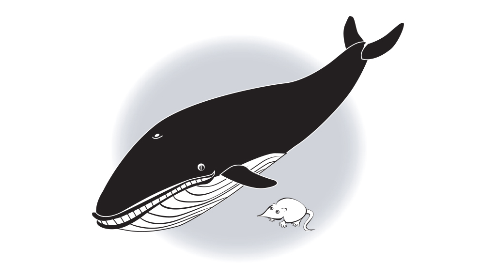 Whale and Shrew | NSTA