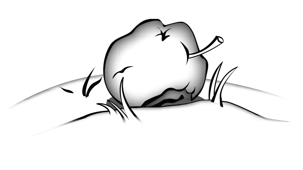 Rotting Apple | NSTA