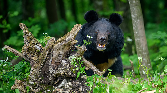 Bear Bile Farming | NSTA