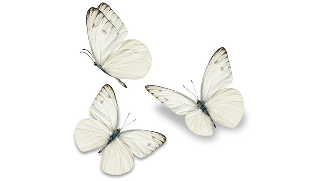 Butterfly Hunt | NSTA