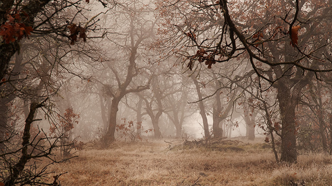 Oak Clearcutting | NSTA