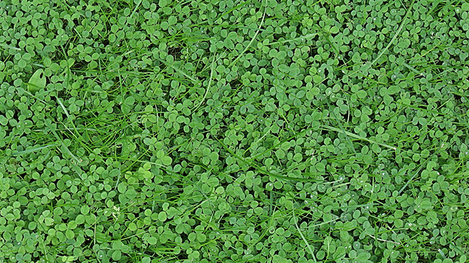 I'm Looking Over a White-Striped Clover | NSTA