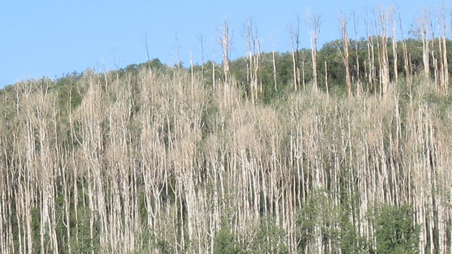 Disease Ecology Nsta