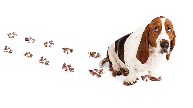 What Causes the “Guilty Look” in Dogs? | NSTA