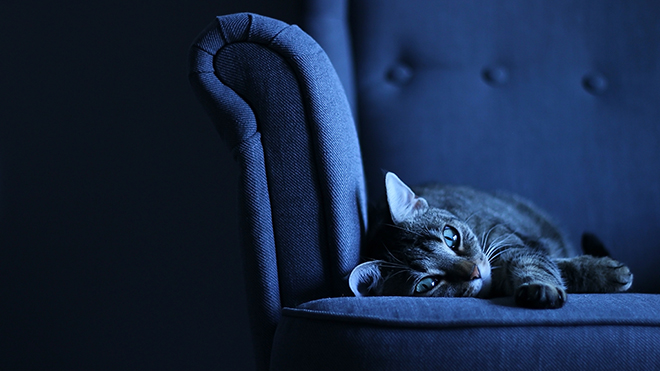 All Case Studies | NSTA