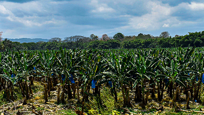 Plantation Paradox | NSTA