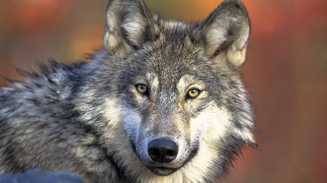 The Wolf, the Moose, and the Fir Tree | NSTA