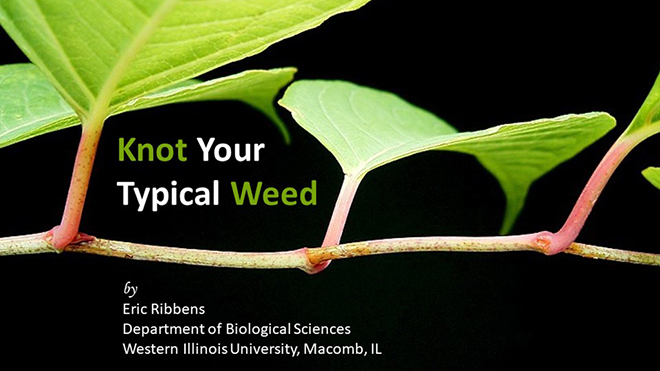 Knot Your Typical Weed | NSTA