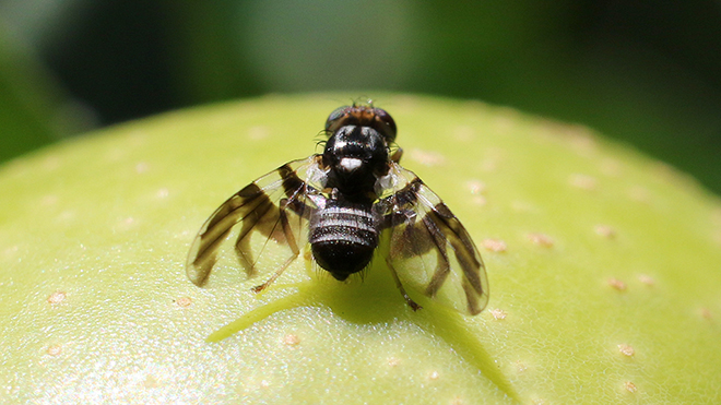 What is a Species? | NSTA