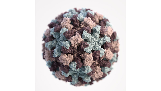 Stomp the Stomach Bug | NSTA