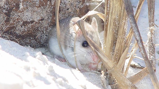 Evolution by Natural Selection in Oldfield Mice | NSTA