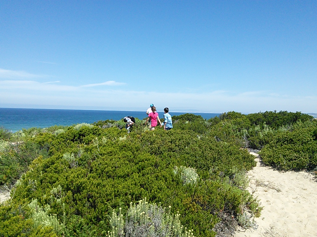Learning About Coastal Zone Plants—Integrating Formal and Informal ...