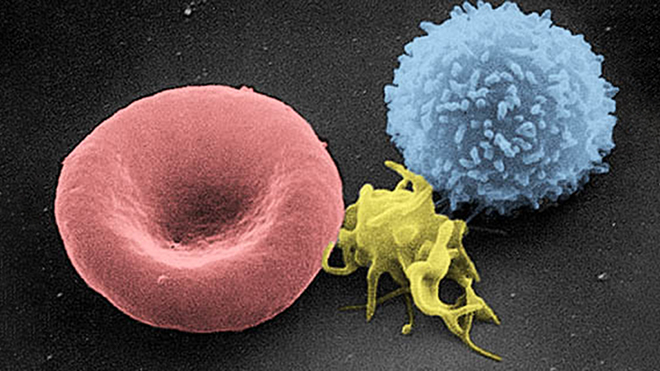 Pharmacogenetics: How Genetic Information Is Used to Treat Disease | NSTA