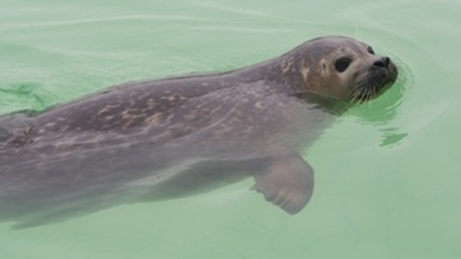 Sealing the Deal | NSTA