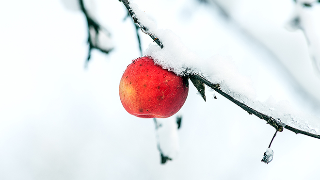 Snow White Apples? | NSTA