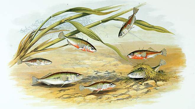Speciation and the Threespine Stickleback | NSTA