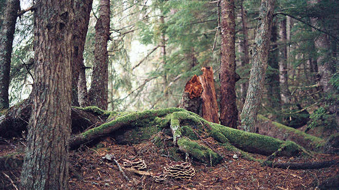 Seeing the Forest for the Trees | NSTA