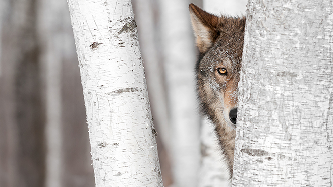 The Big Bad Wolf or Symbol of the American Wilderness? | NSTA